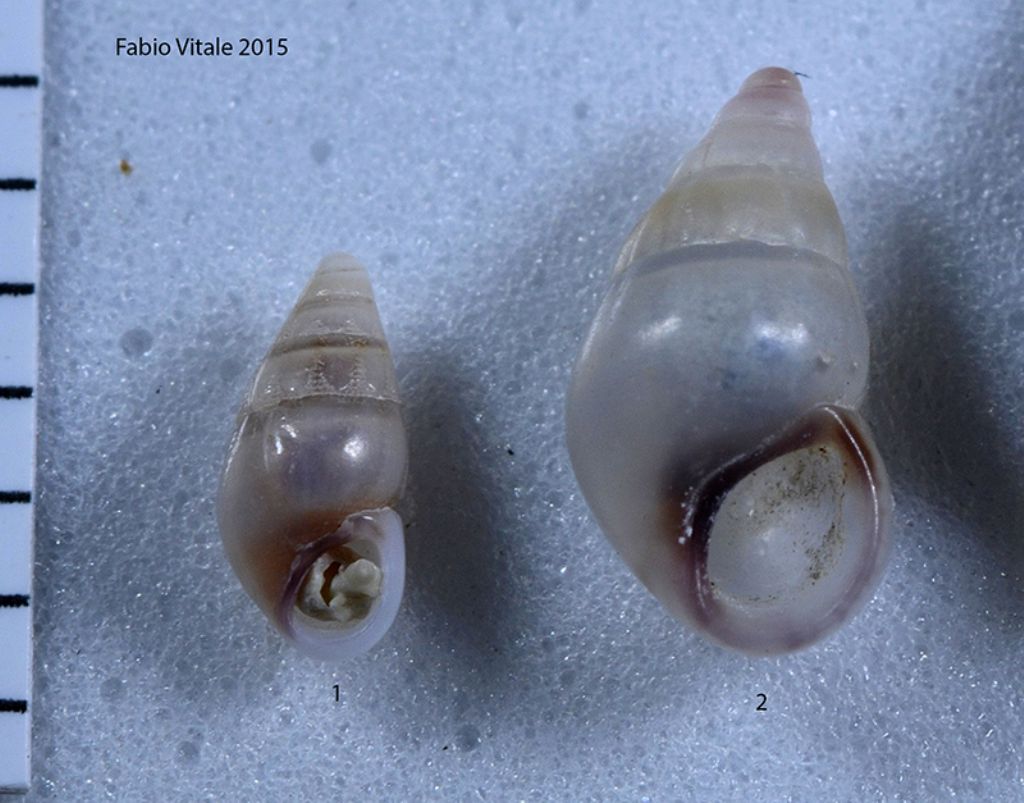 Rissoa , Natura Mediterraneo | Forum Naturalistico